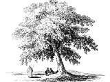 Life in Bible Times - Trees: